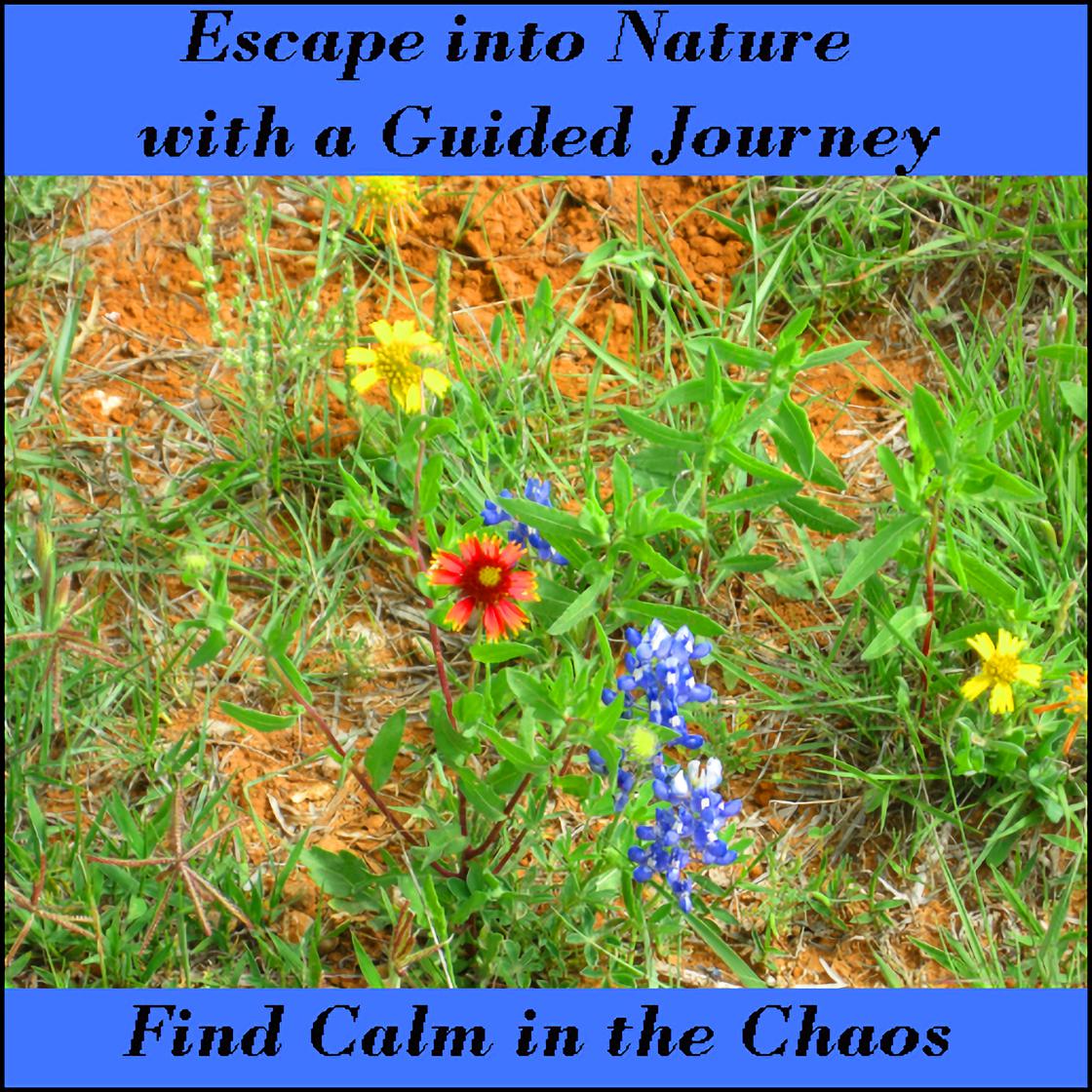 Escape Into Nature With A Guided Journey – Find Calm in the Chaos ...